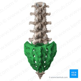 Sacrum: Anatomy and clinical aspects | Kenhub