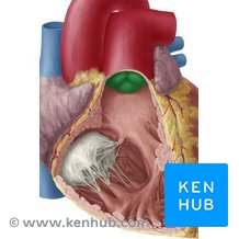 Valve pulmonaire : anatomie et fonction | Kenhub