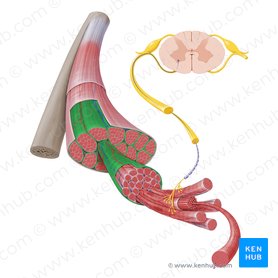Musculoskeletal system: Anatomy and functions | Kenhub