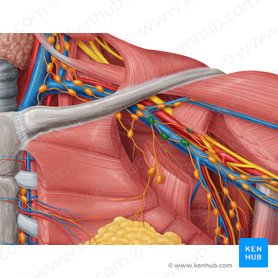Axillary region: Anatomy, contents and borders | Kenhub