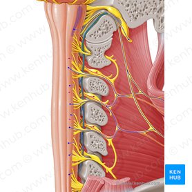 Accessory nerve (CN XI): Anatomy, pathways and function | Kenhub