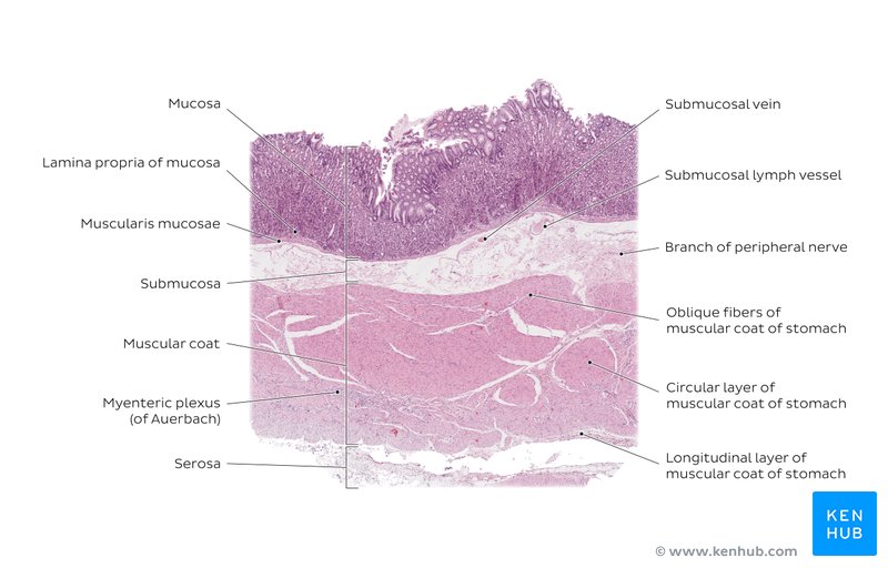 Stomach: Anatomy, function, blood supply and innervation | Kenhub