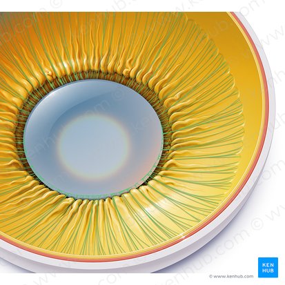 Akkommodation des Auges: Definition, Physiologie, Ablauf | Kenhub