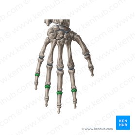 Falanges de la mano: Anatomía y función | Kenhub