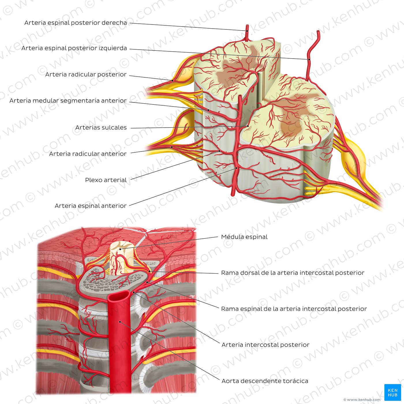 Duramadre De La Medula Espinal