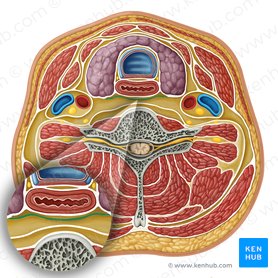 Buccinator: Origin, insertion, innervation, function | Kenhub