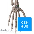 Proceso estiloides del radio: Anatomía y función | Kenhub