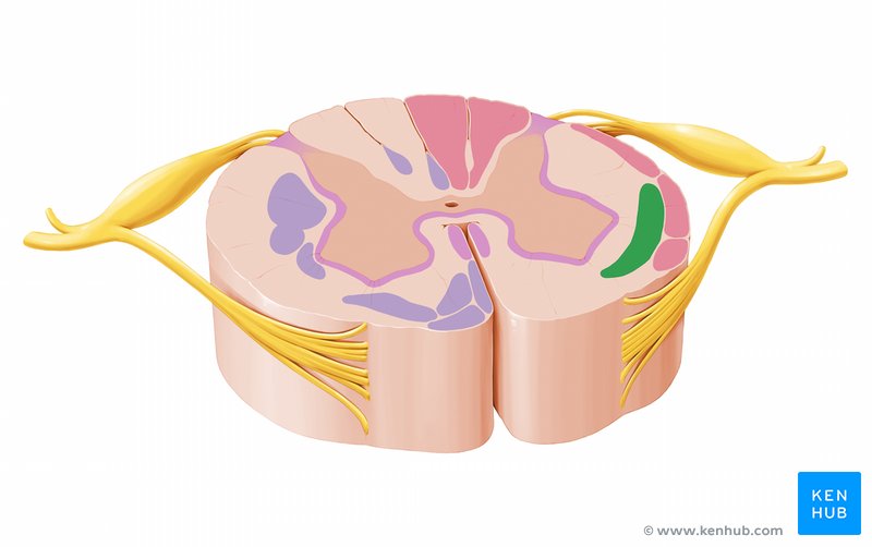 spinoreticular tract termination