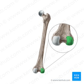 Kniegelenk - Aufbau, Funktion und Arthrose | Kenhub