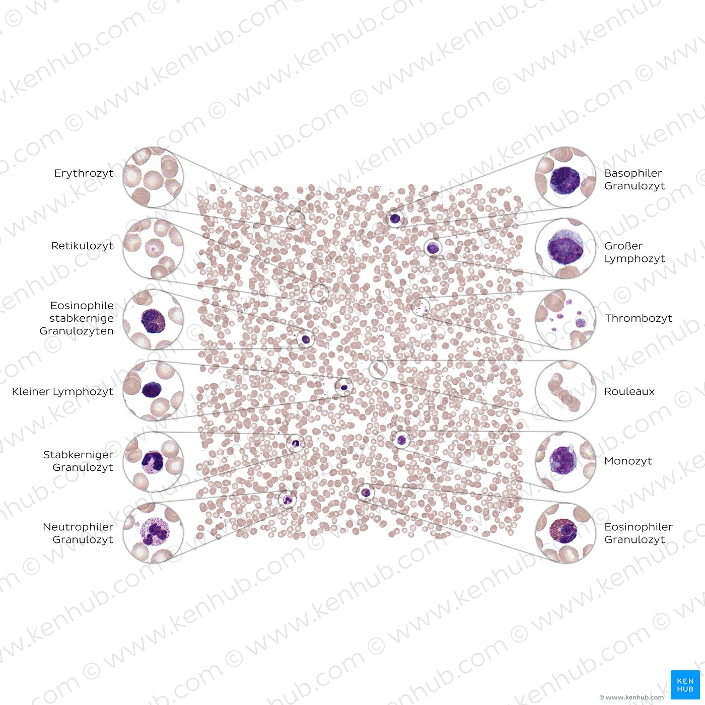 Knochenmark: Vorkommen, Histologie, Blutbildung | Kenhub