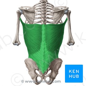 Latissimus dorsi: Origin, insertion, innervation,function | Kenhub