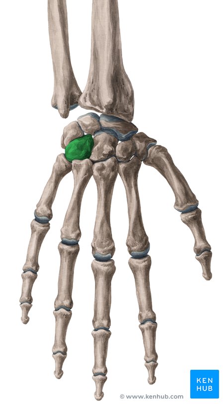Os hamatum (Hakenbein): Anatomie, Entwicklung und Klinik | Kenhub