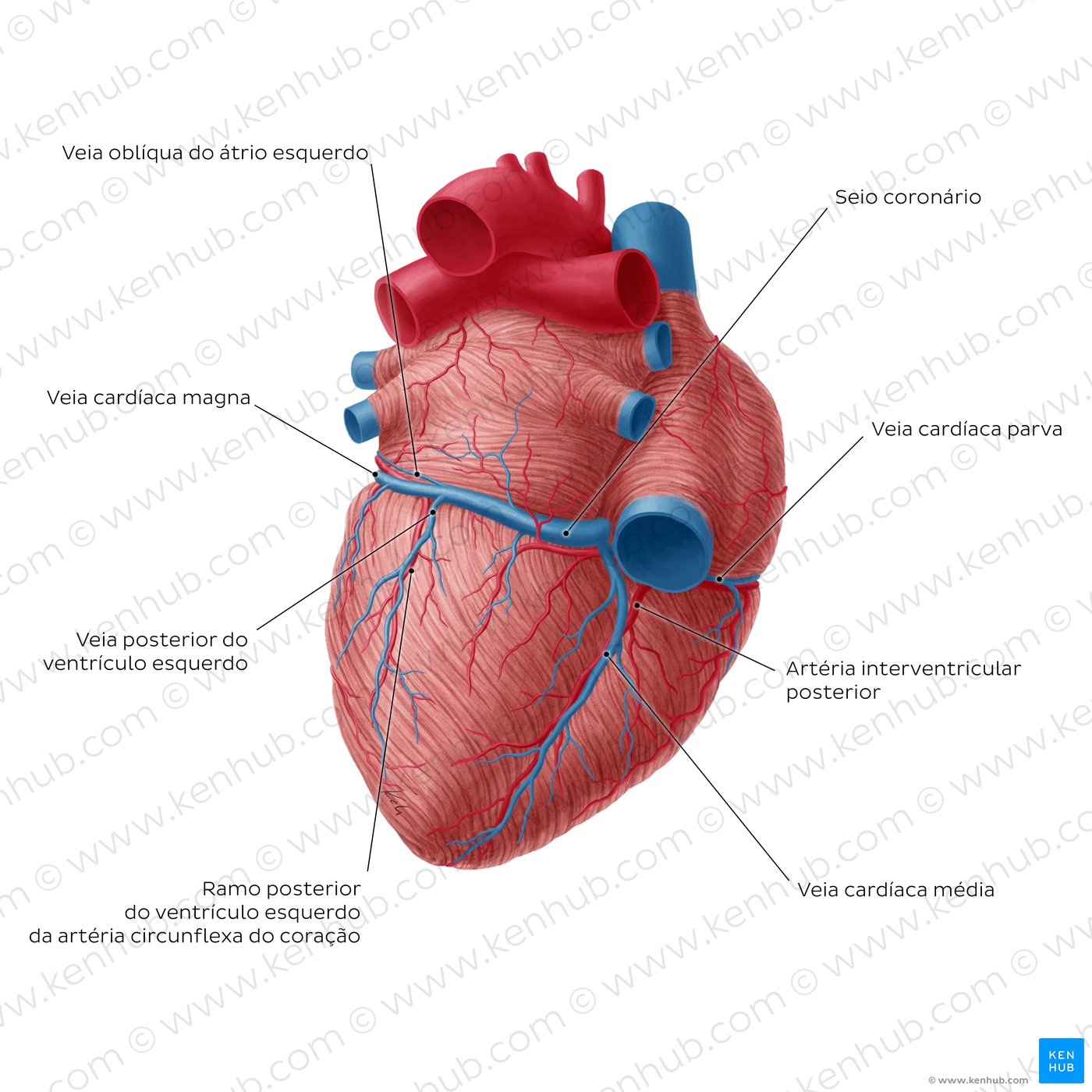 Coração: Anatomia, função, valvas e vasos sanguíneos | Kenhub
