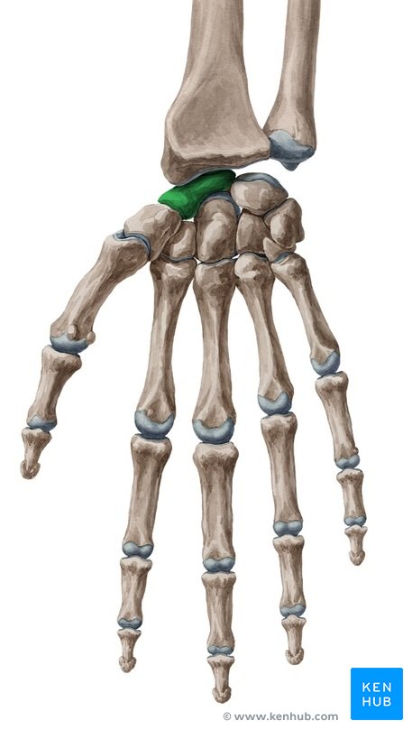 Distales Handgelenk - Anatomie, Aufbau, Mechanik, Klinik | Kenhub