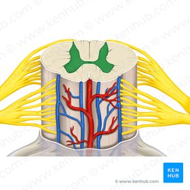 Grey matter: Anatomy, divisions and function | Kenhub