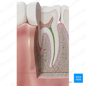 Root canal - anatomy and function. | Kenhub