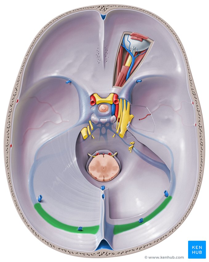 Transverse sinus: Anatomy and clinical notes | Kenhub