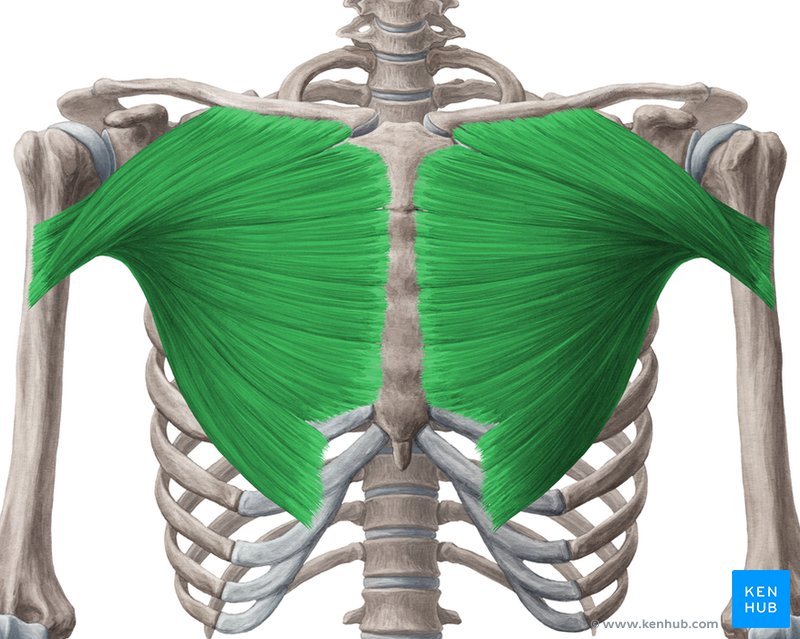 Musculus pectoralis major: Aufbau und Funktion | Kenhub