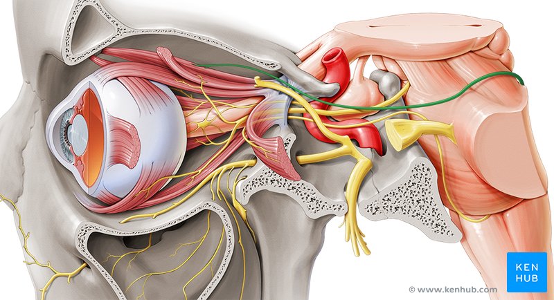how to test trochlear nerve