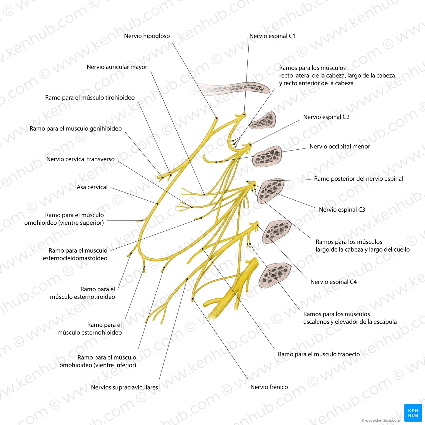 Plexo cervical: Origen, ramos, inervación | Kenhub