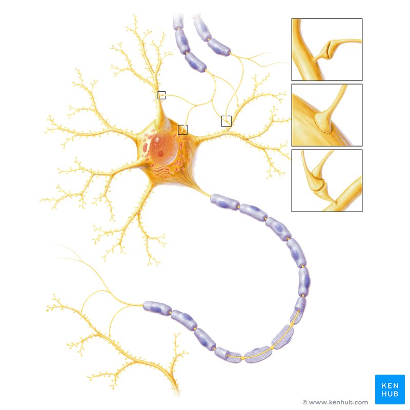 Neurophysiology: Nervous system function and structure | Kenhub