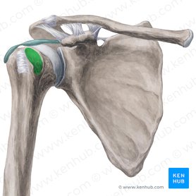 Subscapularis: Origin, insertion, action, innervation | Kenhub