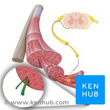myofilaments function
