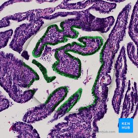 Einfaches Epithel - Histologie und Funktion | Kenhub