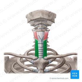 Esternotireóideo: origem, inserção, inervação, ação | Kenhub