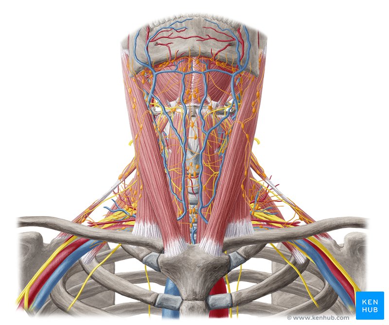 carotid sheath structures