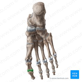 Interphalangeal joints of the foot: Anatomy and function | Kenhub