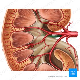 Rim - Anatomia, Localização, Estrutura e Função | Kenhub