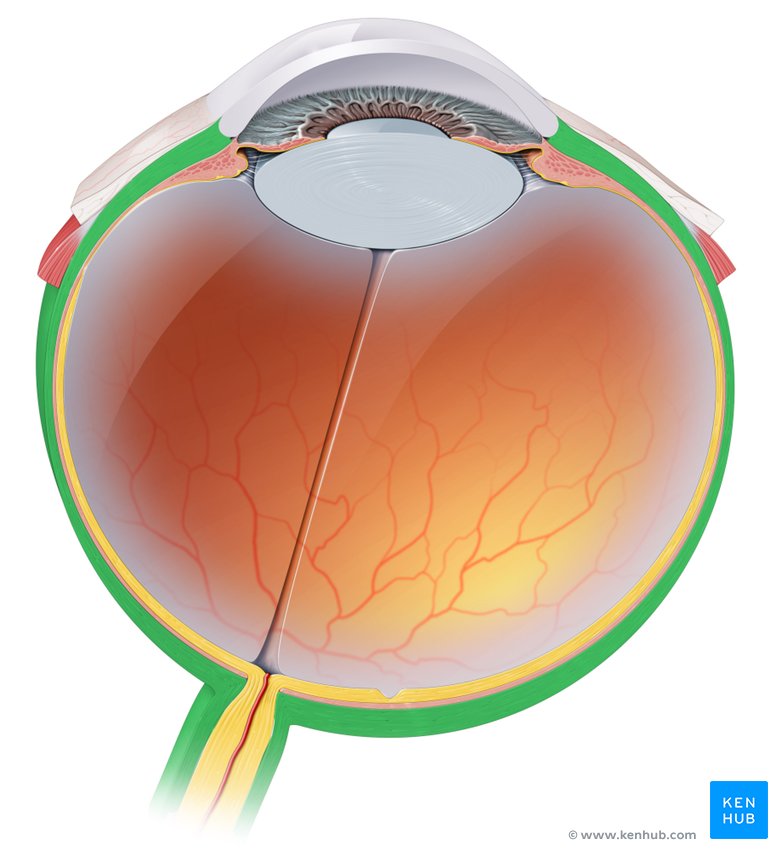 eye anatomy coloring book