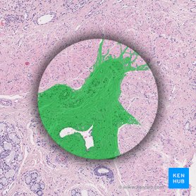 Bindegewebe - Definition, Arten und Aufbau | Kenhub