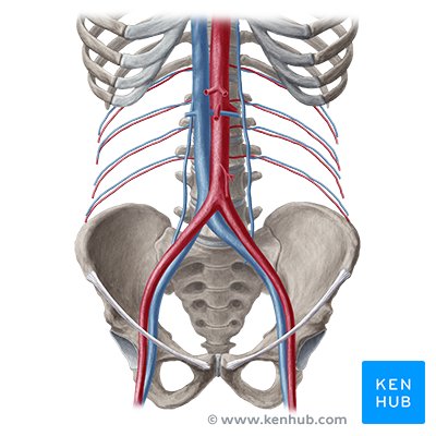 Nerven, Gefäße und Lymphabfluss des Abdomens: Anatomie | Kenhub