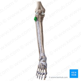 Fibula: Anatomy, bone landmarks and clinical aspects | Kenhub