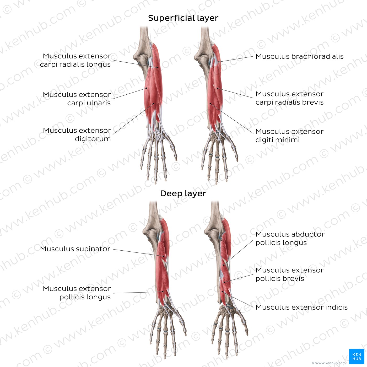 Distales Handgelenk - Anatomie, Aufbau, Mechanik, Klinik | Kenhub