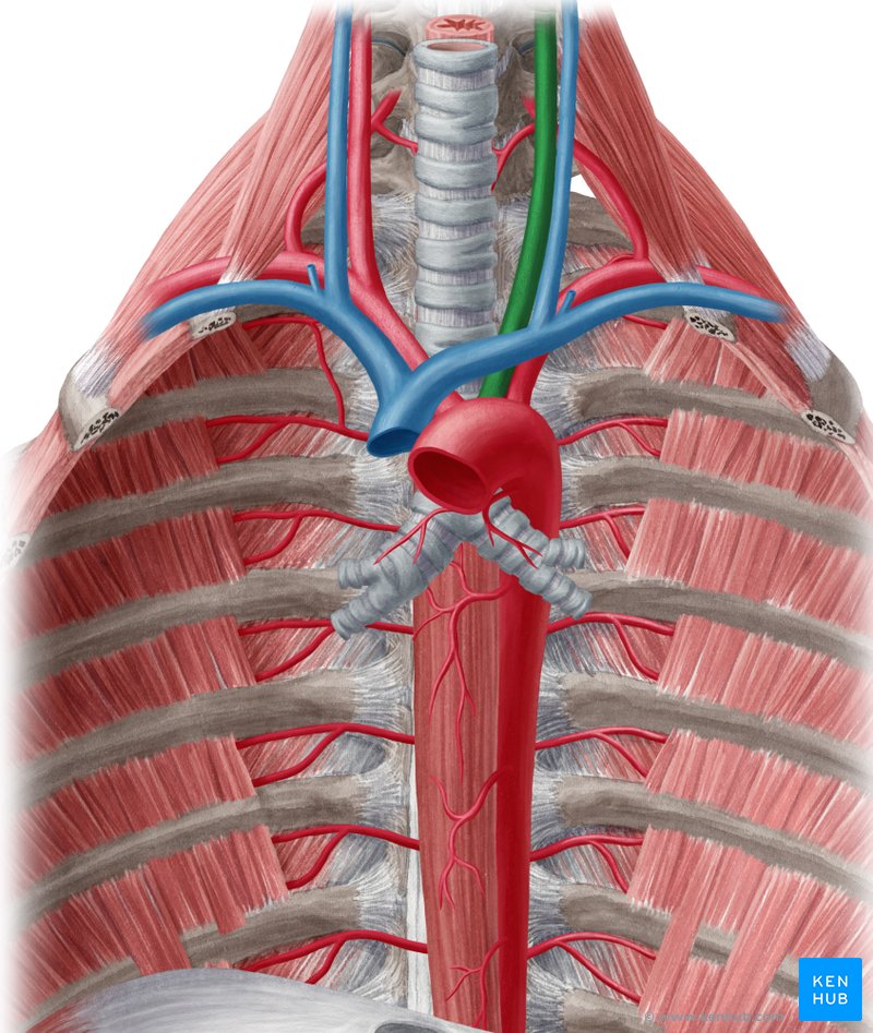 Left common carotid artery: Anatomy and course | Kenhub