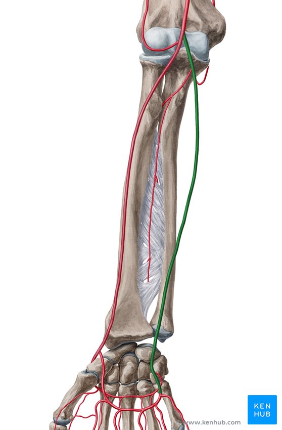 ulnar artery