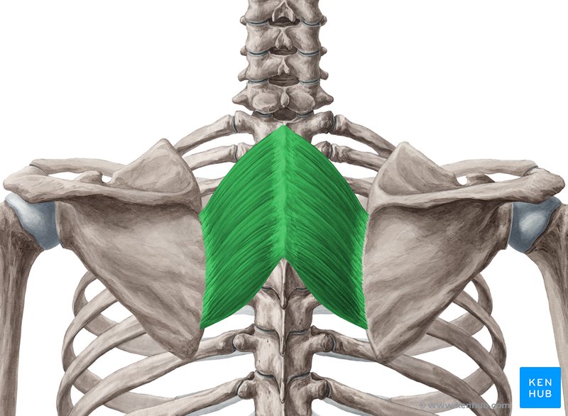 Musculi rhomboidei: Lage, Verlauf, Funktion | Kenhub
