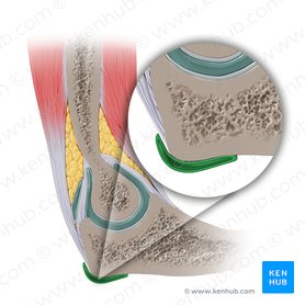 Bursa: Anatomy, structure and function | Kenhub