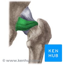 Ischiofemoral ligament: Anatomy and function | Kenhub