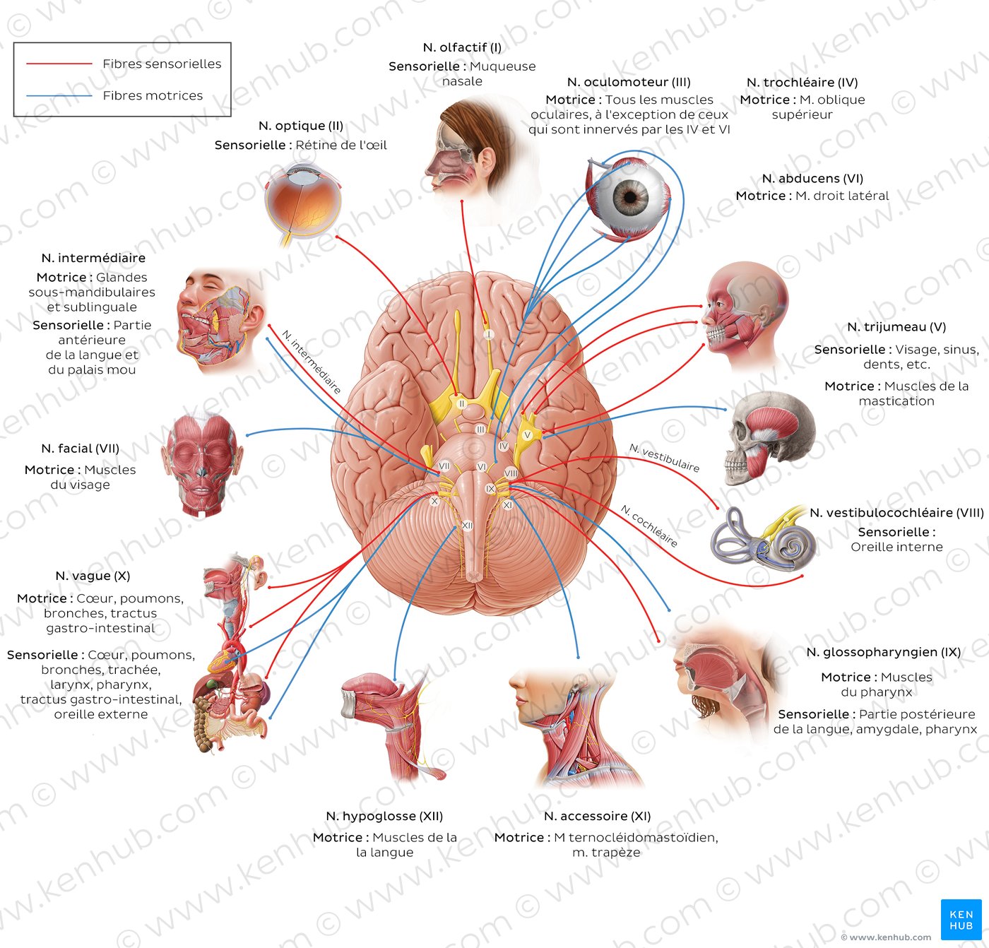 Nerf : anatomie, définition, types, fonctions | Kenhub