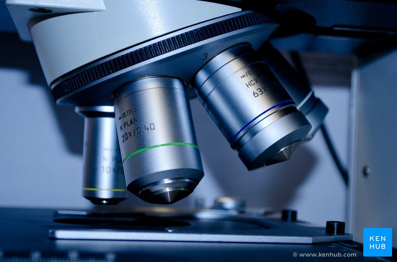 How to examine histology slides: Techniques and tips | Kenhub