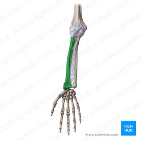 Radio y ulna (cúbito): Anatomía y funciones | Kenhub