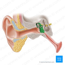 Glossopharyngeal nerve: Anatomy and function | Kenhub