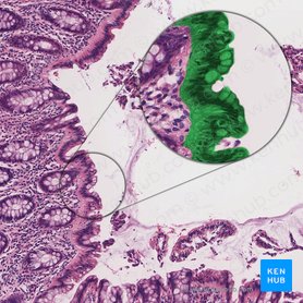 Rectum: Anatomy, histology, function | Kenhub