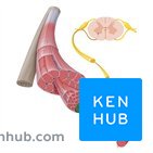 Muskelfasertypen: Einteilung, Physiologie und Funktion | Kenhub