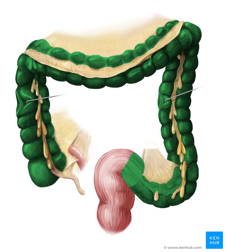 Anatomía De La Imagen Del Colon
