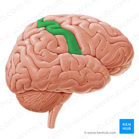 Gyri: Anatomy and the important ones | Kenhub